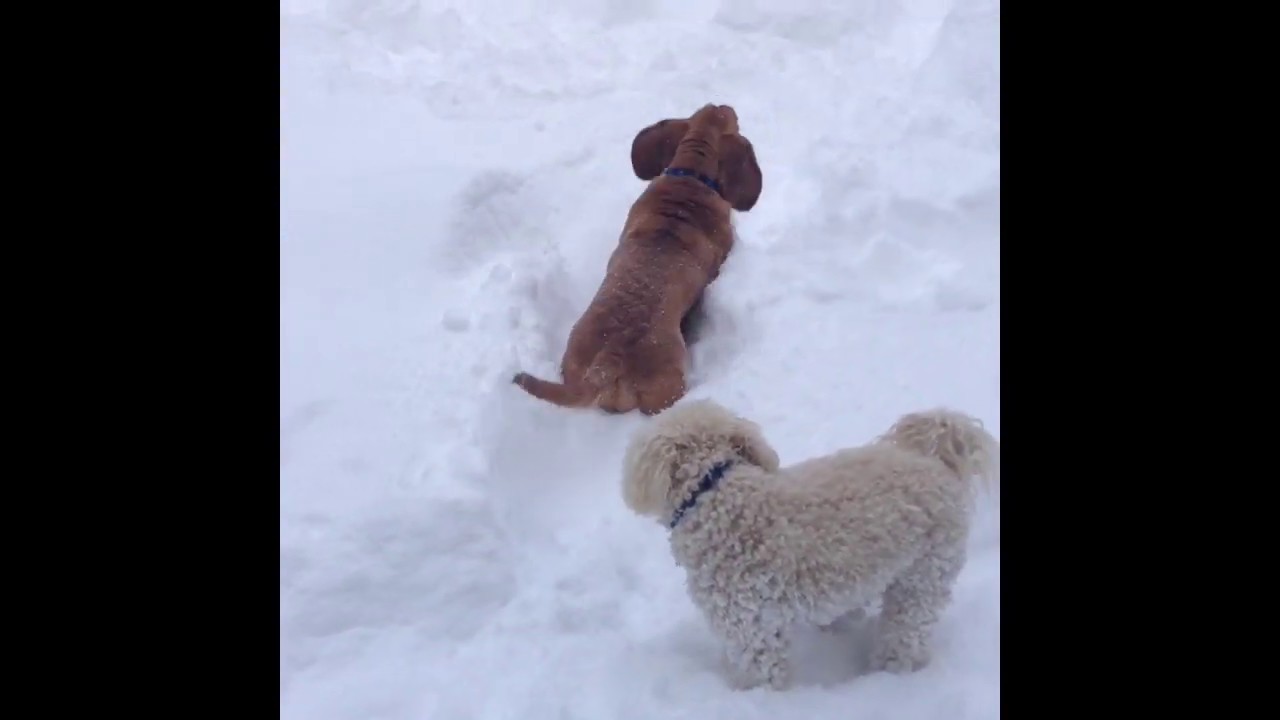 Basset Hound Playing in the Snow - YouTube