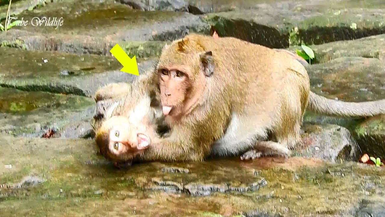 Adorable friendship Sweet pea monkey & his nephew Brutus Jr - Funny ...