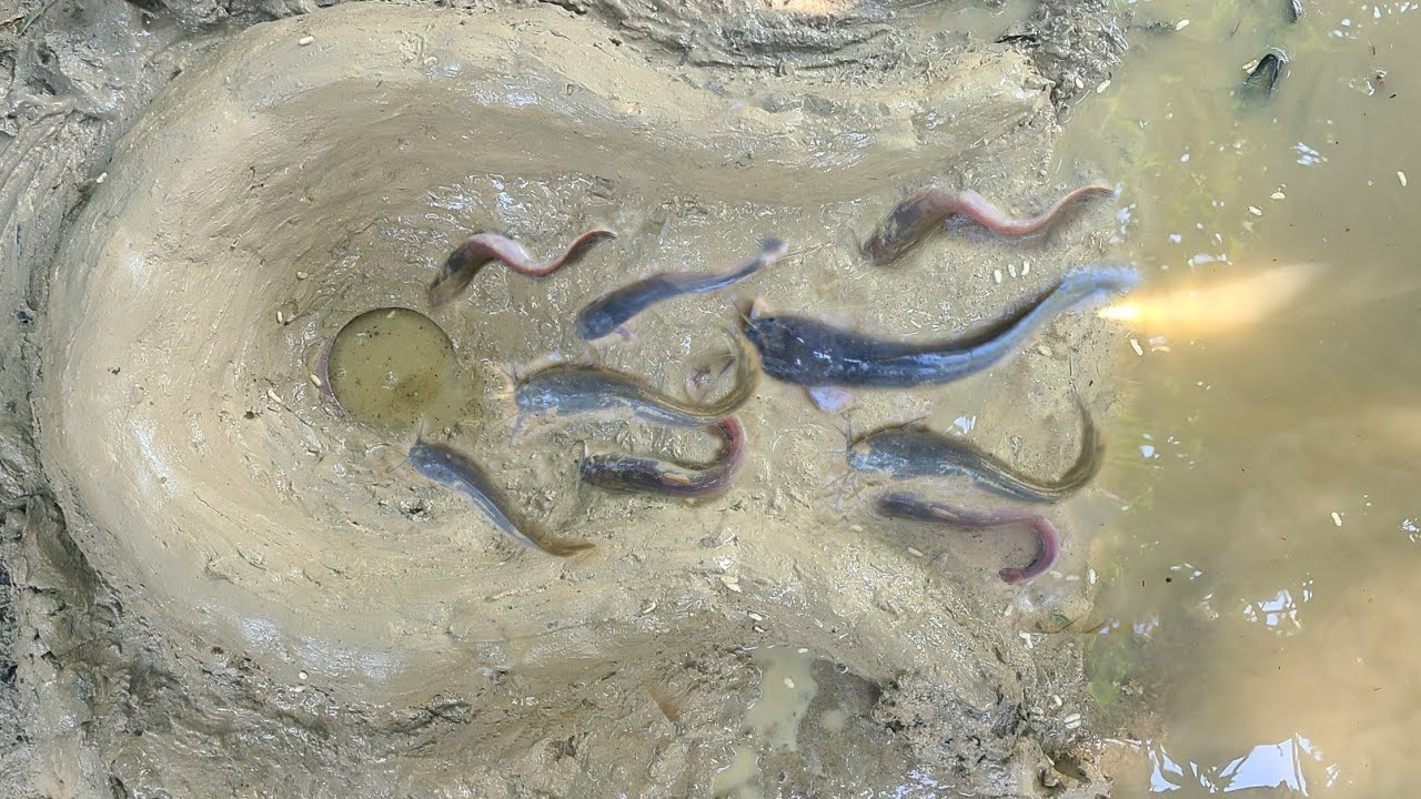 Very easy to Make Catfish Trap With Plastic Pipe by Deep Hole In ...