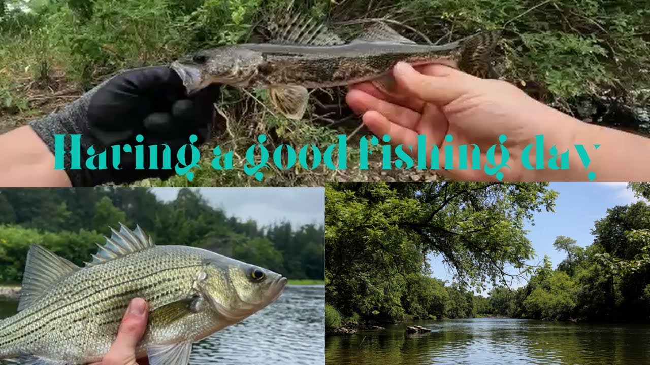 Another fishing day at cannon falls river.#nature #fishing #fish #river ...