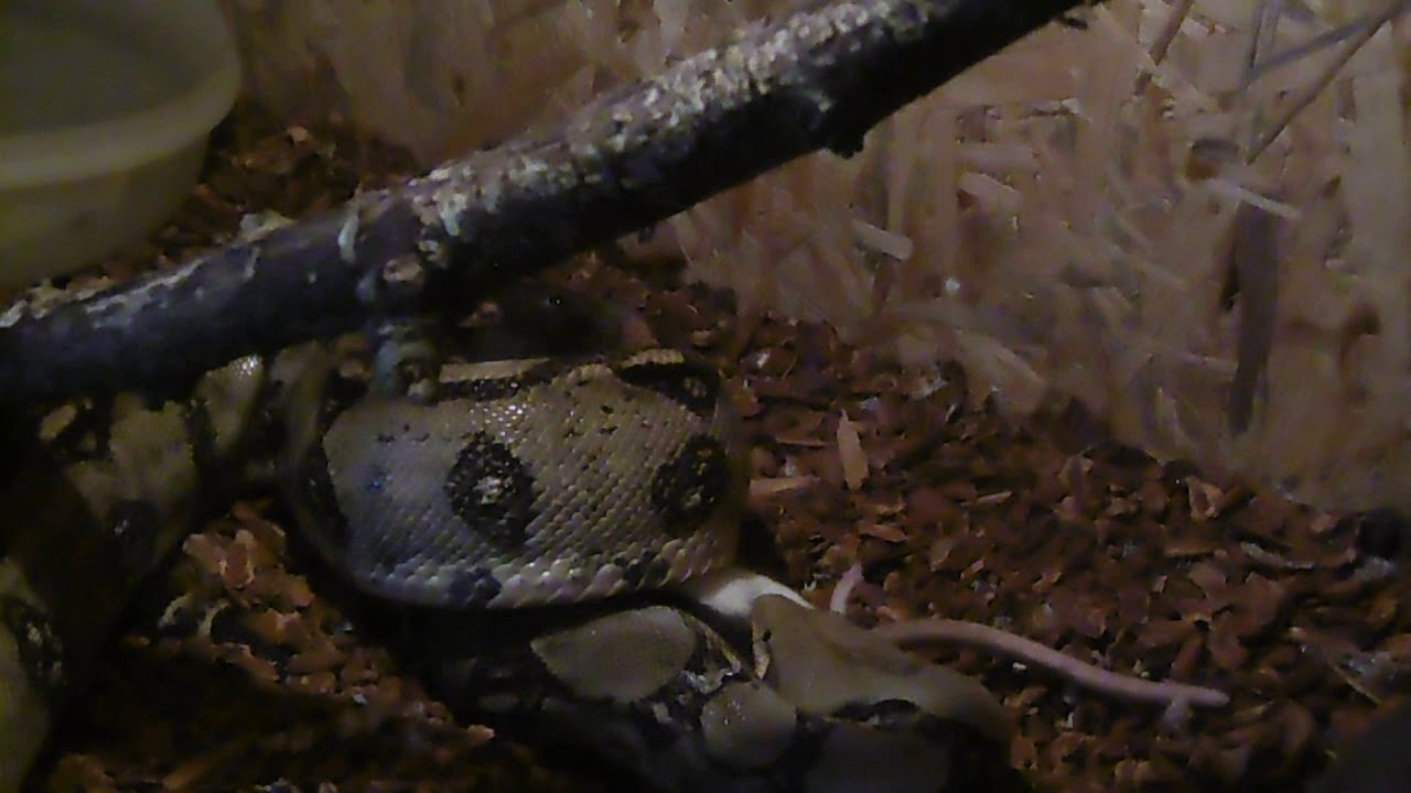 Boa constrictor feeding - YouTube