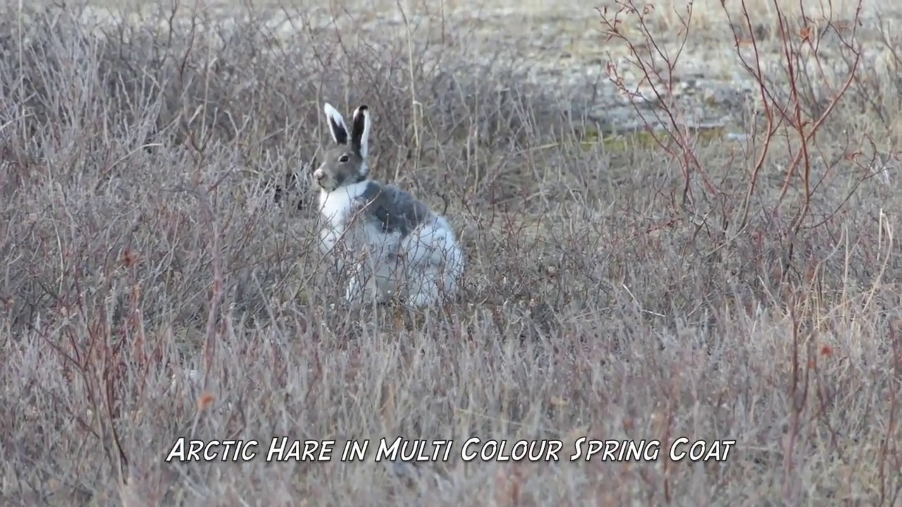 Arctic Hare in Marvellous Multi-Colour Spring Coat - YouTube