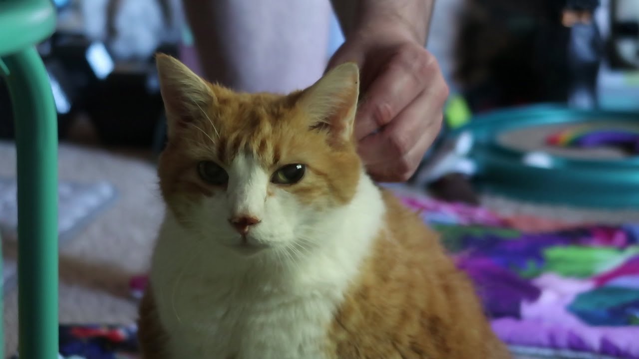 Preening The Cat - YouTube