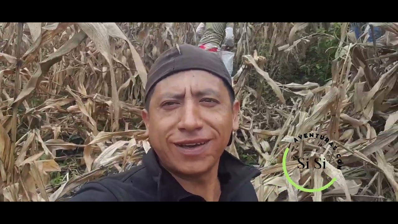 ASÍ TRABAJAMOS LOS AGRICULTORES EN EL CAMPO COSECHANDO MAÍZ 🌽 - YouTube