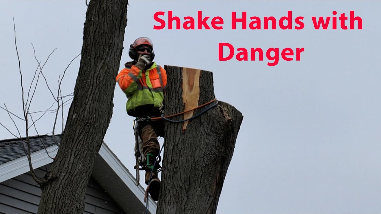 Great Dangers of Tree Removal: The Peelout and The Dutchman - YouTube