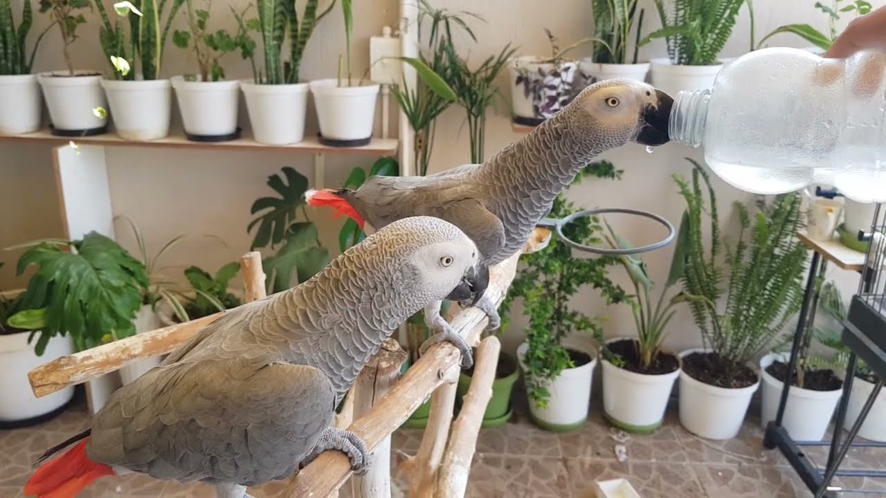 African grey parrot drink water | parrots life - YouTube
