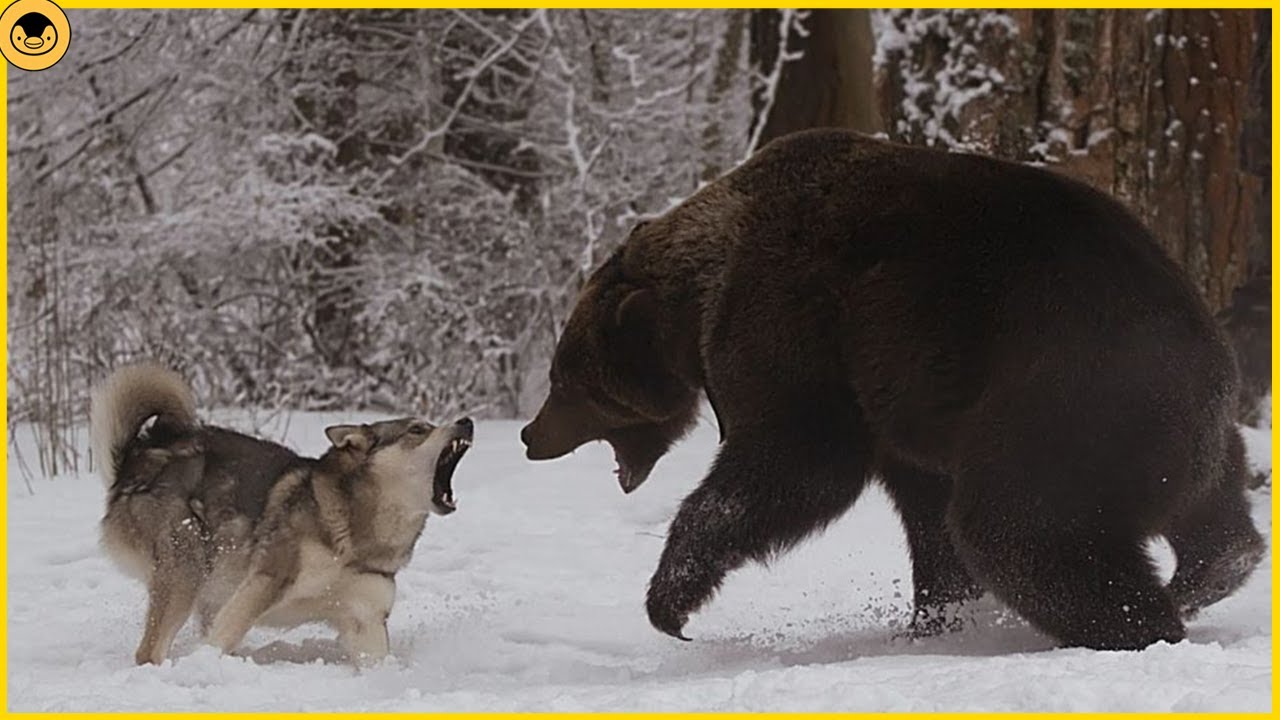 15 Craziest Wolf Attacks Caught on Camera - YouTube