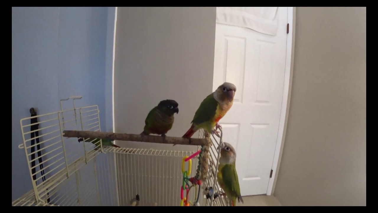 4 Conures Playing - 4K - YouTube
