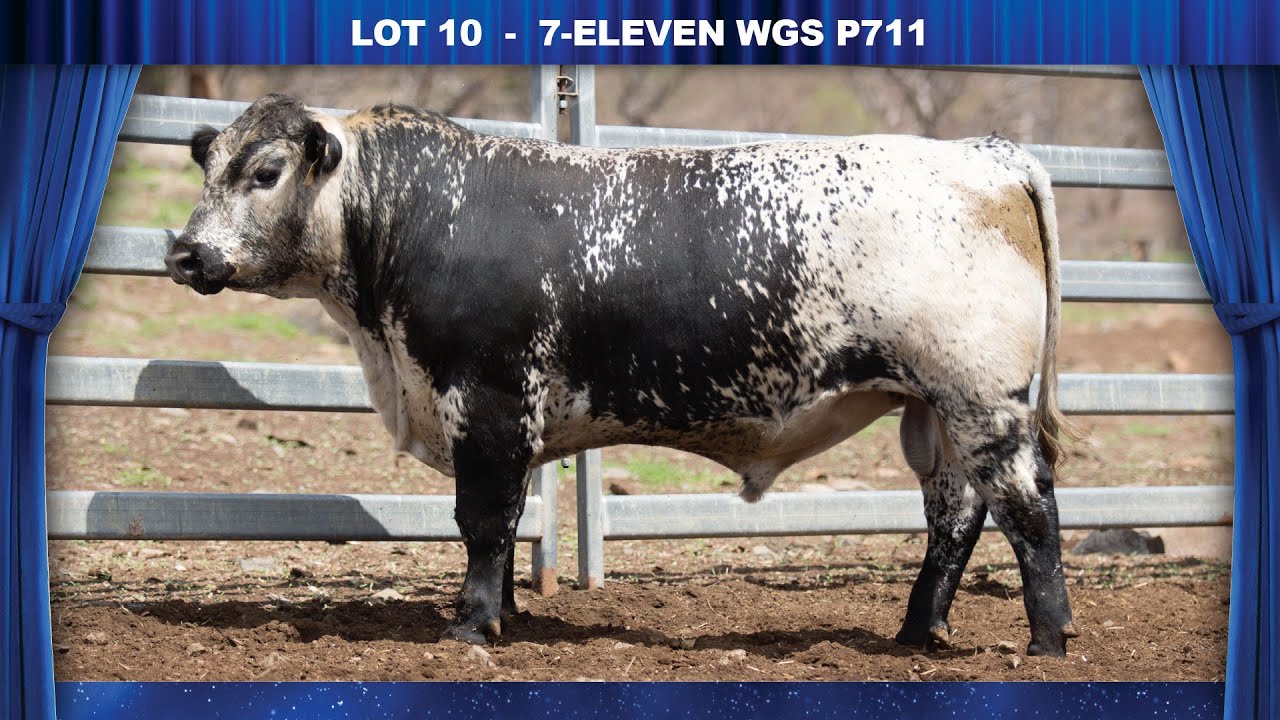 LOT 10 WATTLE GROVE 7-ELEVEN P711 - YouTube