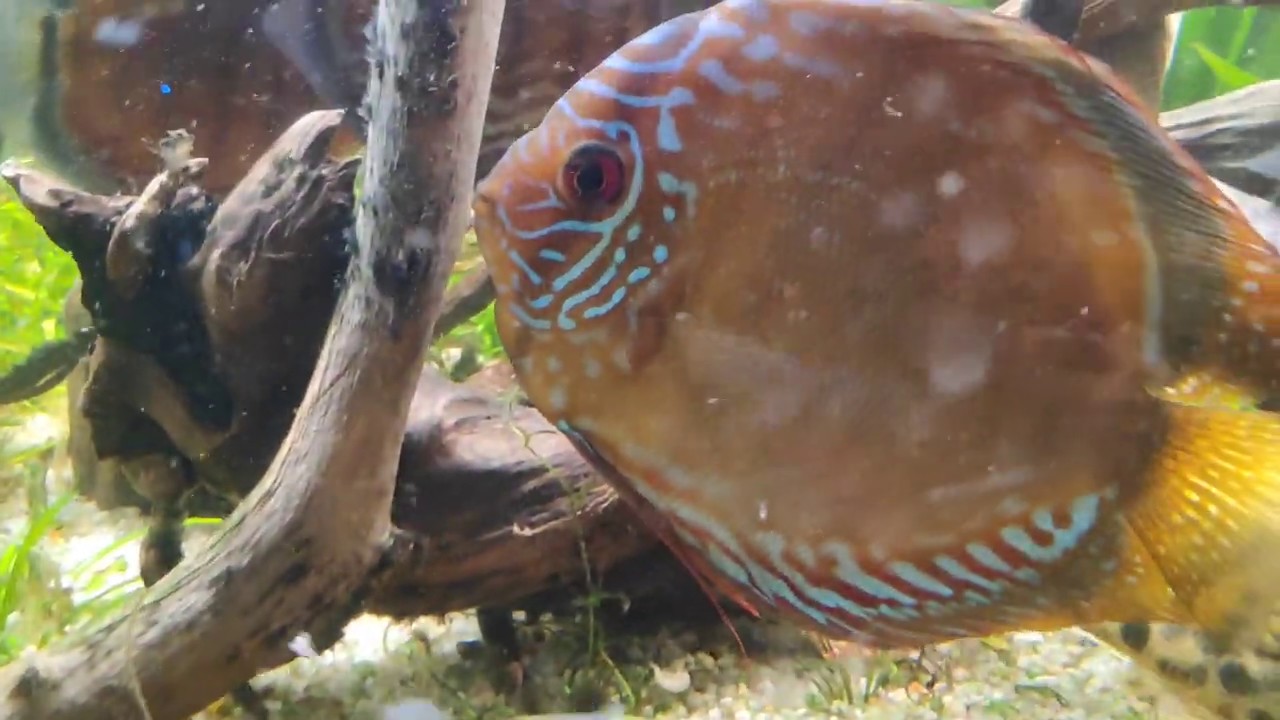 Pleco, Discus, Amazon Puffer, feeding time - YouTube