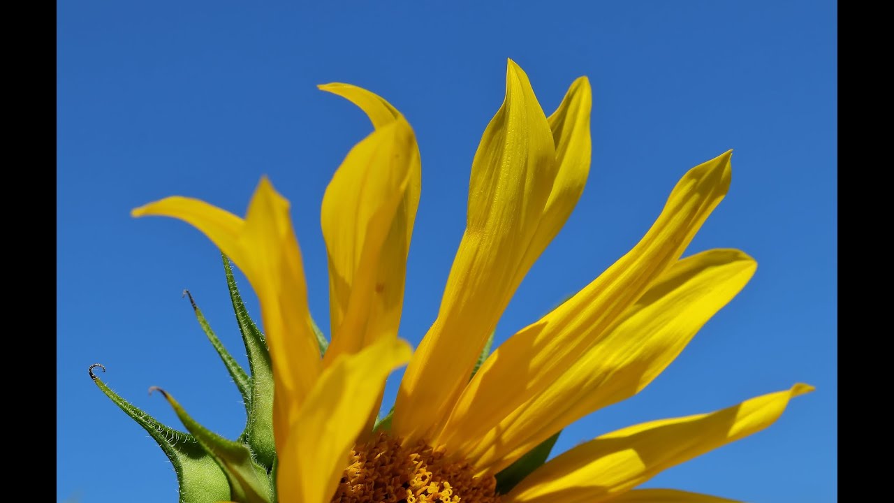 A termeszet szinei: Boritokepek 2021 06 11 - 08 11 - YouTube