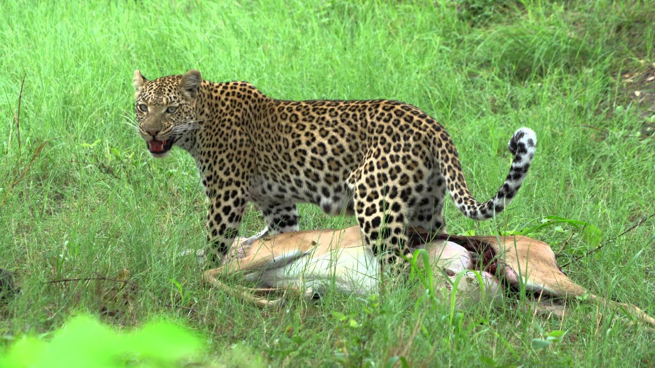 Leopard Impala Fresh Kill 4k - Botswana - YouTube
