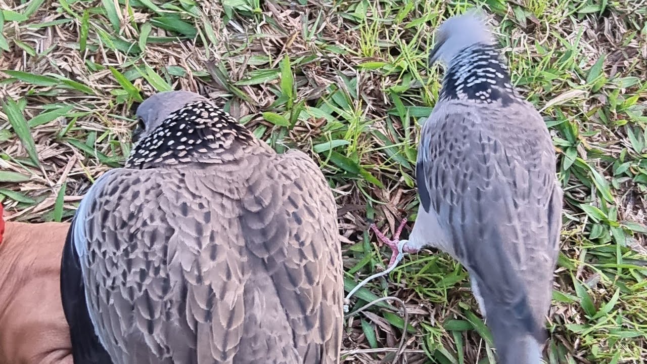 Terkukur bl kaki lambung mcm rocket ...akhirnya tumpas ...kita bungkus ...