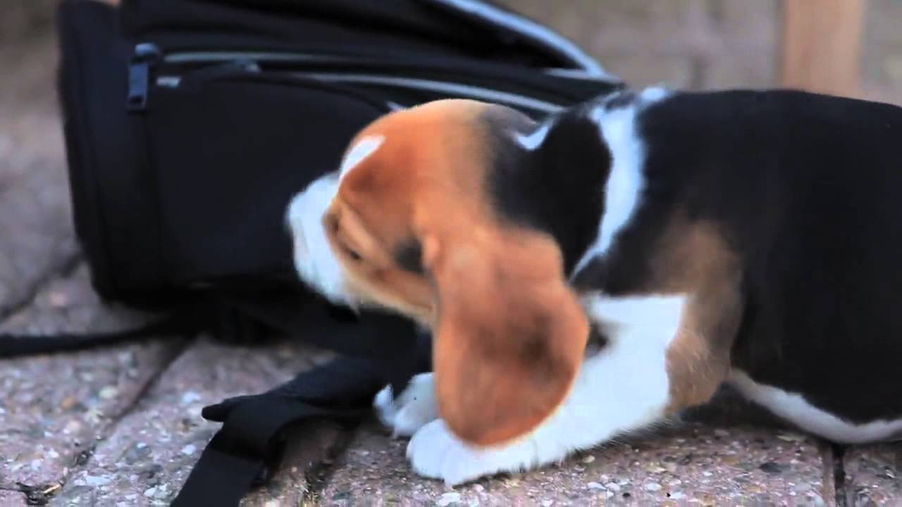 Cute Dogs Rule - 6 Weeks Old Beagle Puppy - YouTube