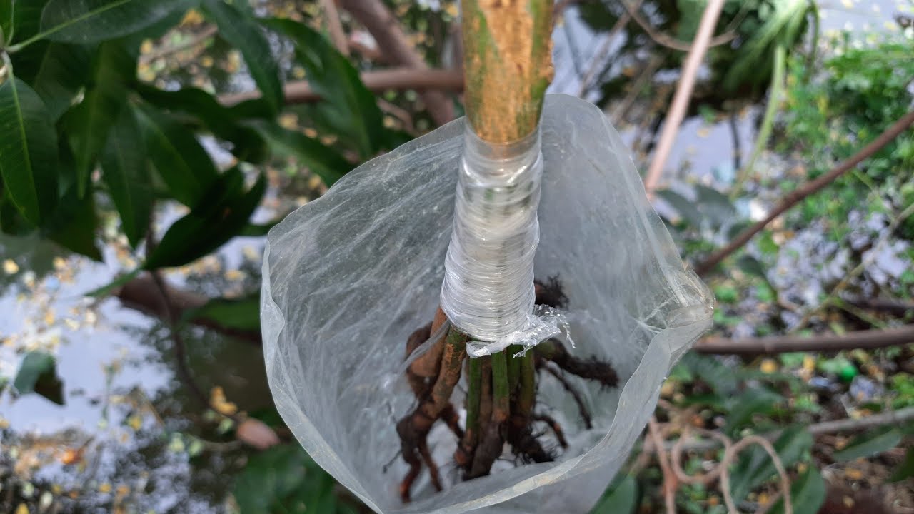 multi root stocks Grafting on one mango trees in english - YouTube