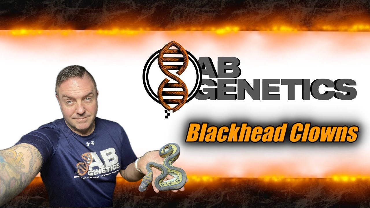 Game Changing Leopard Blackhead Clowns!!! - YouTube