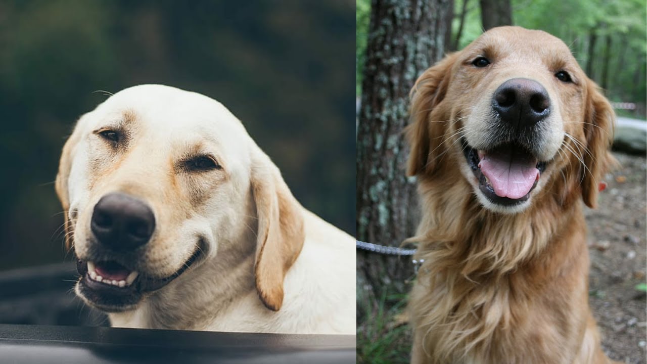 Funny Animal Fails Compilation 2020 😹 🐶 - Funniest Pet Page - YouTube