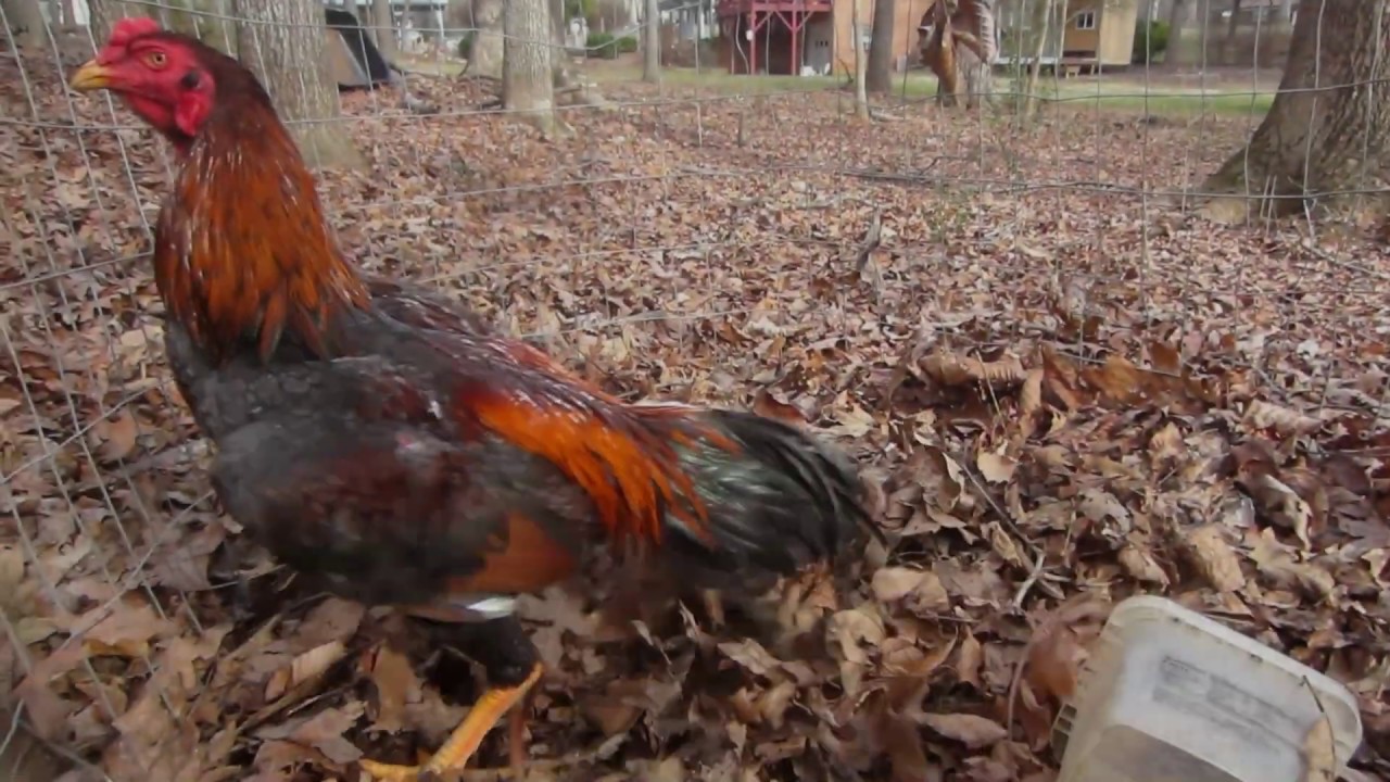 Saigon Pakistani Rooster - YouTube