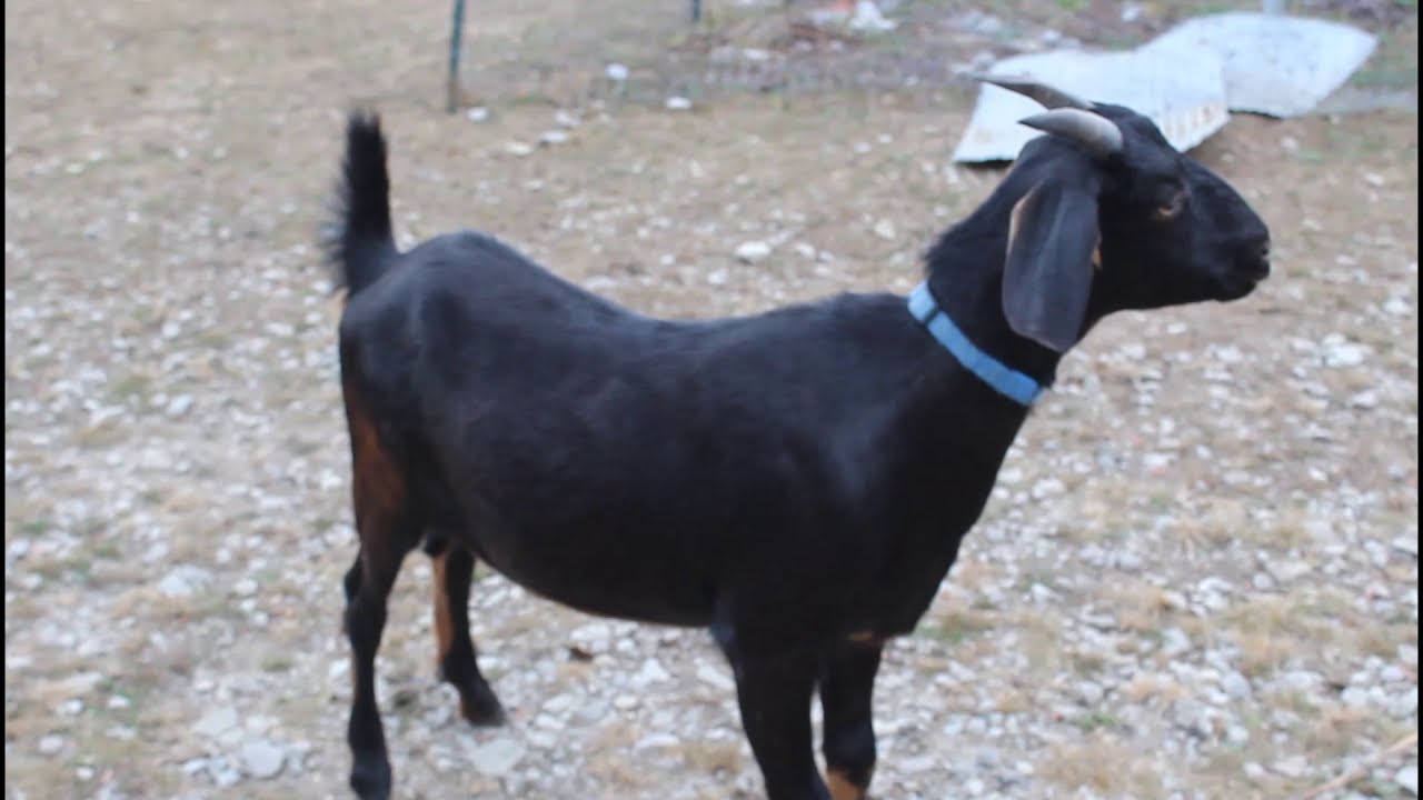 Bob The Goat Being Silly #Shorts - YouTube