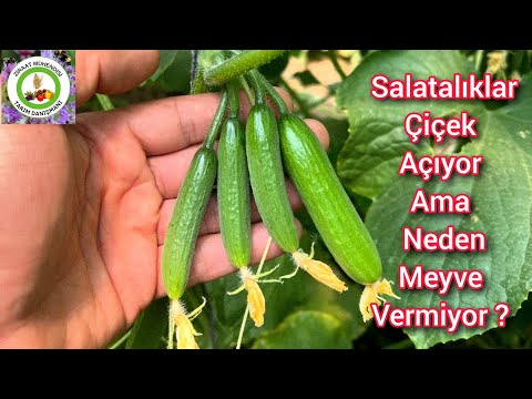 Salatalıklar Çiçek Açıyor Ama Neden Meyve Vermiyor ? Üzüm Gibi Salatalık Yetiştirmenin 7 Püf Noktası