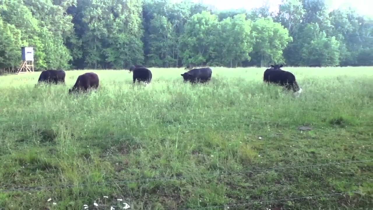Country Life - YouTube