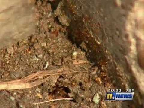 Crazy Rasberry Ants - YouTube