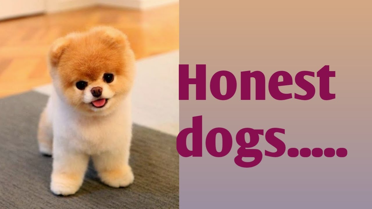 Cute dogs,dogs, dogs Animals honest animals - YouTube