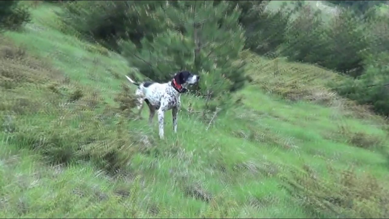 Εκπαίδευση Πόιντερ (Training Pointers) - YouTube