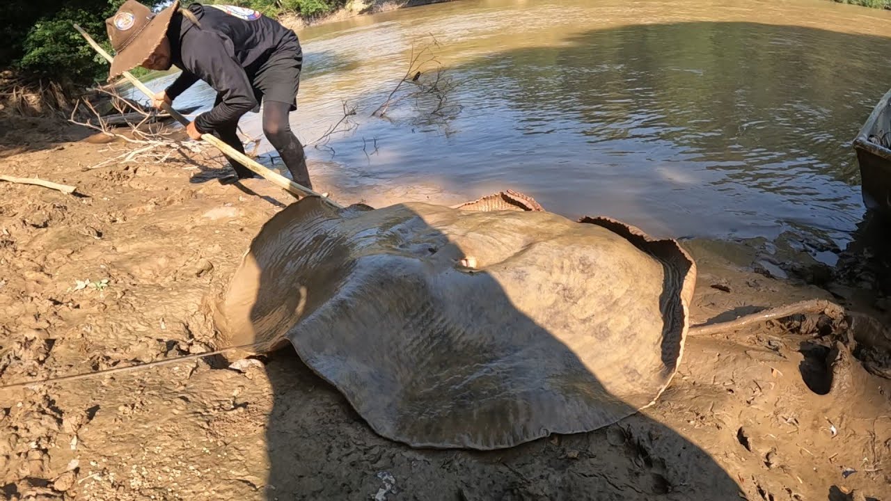 INCREIBLE pesca y liberacion DE MONSTRUO DE RIO la RAYA más grande ...