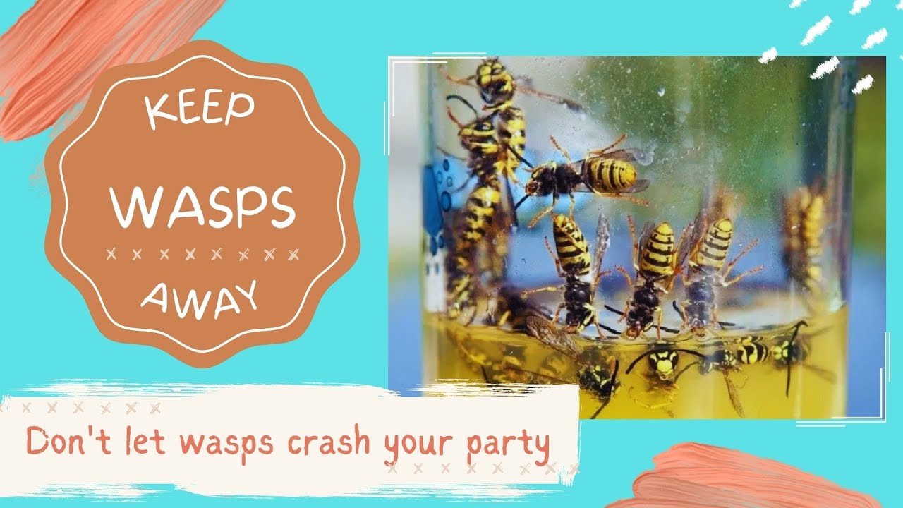 How To Keep Wasps Away From Your House??Simple Tricks - YouTube