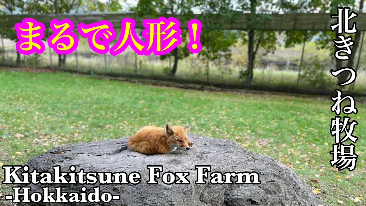 【自然】北海道の自然に触れ合える場所〜北きつね牧場〜 Kitakitsune Fox Farm in Hokkaido - YouTube