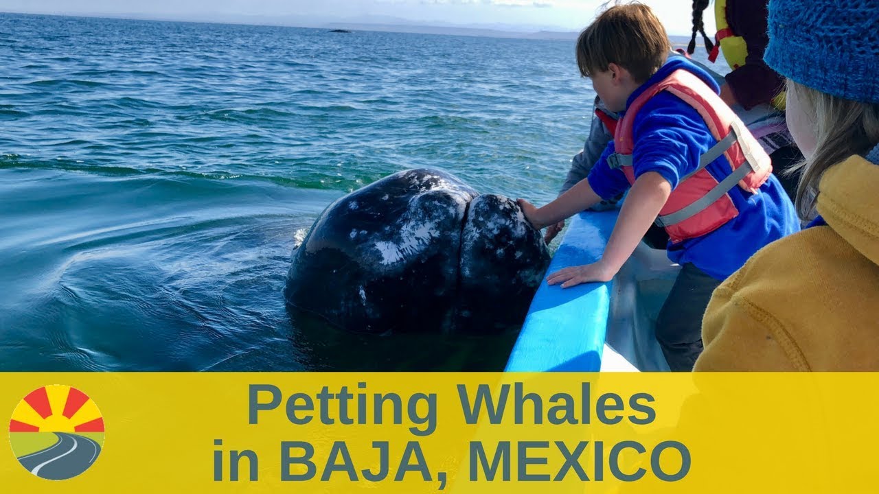 Petting and Kissing Whales in San Ignacio, Baja, Mexico - YouTube