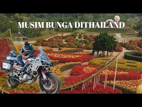 Musim Bunga Di Thailand Part 3 - YouTube