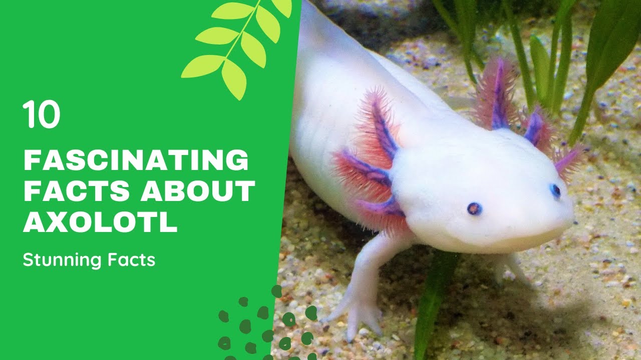 15 Fun And Interesting Facts About Axolotls Axolotl Images 15 Fun And Interesting Facts About Axolotls Axolotl Images