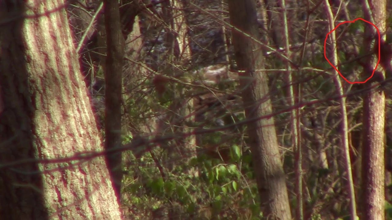 Winter Sasquatch In Vermillion River Valley - YouTube