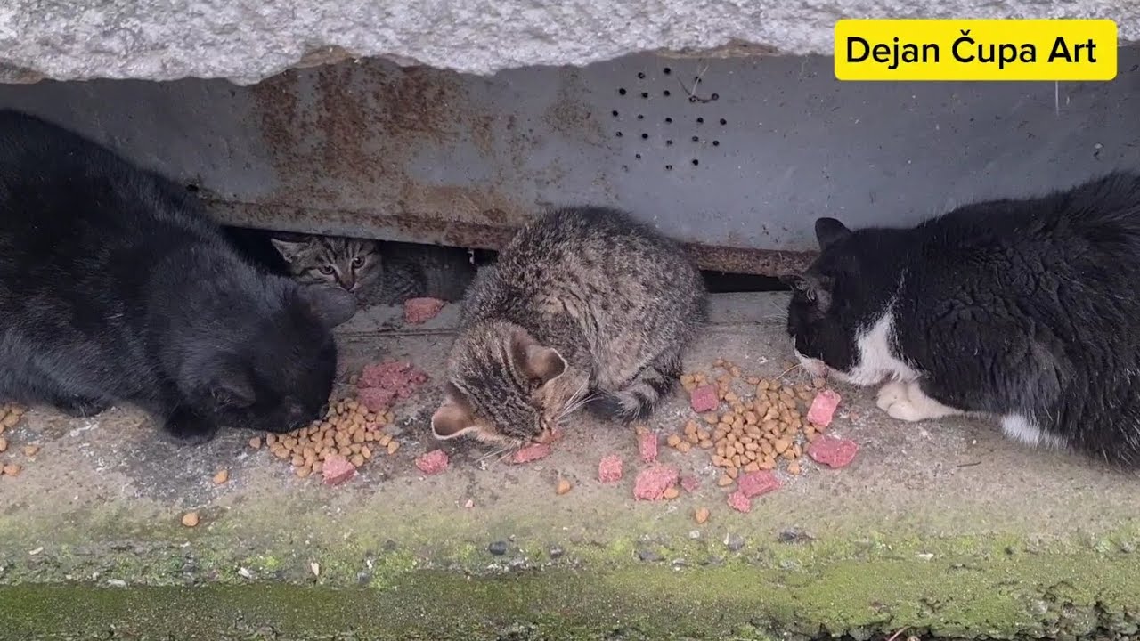 STREET CATS- Mačka Julija- Panterka i dva sirotana mačeta sa ulice ...