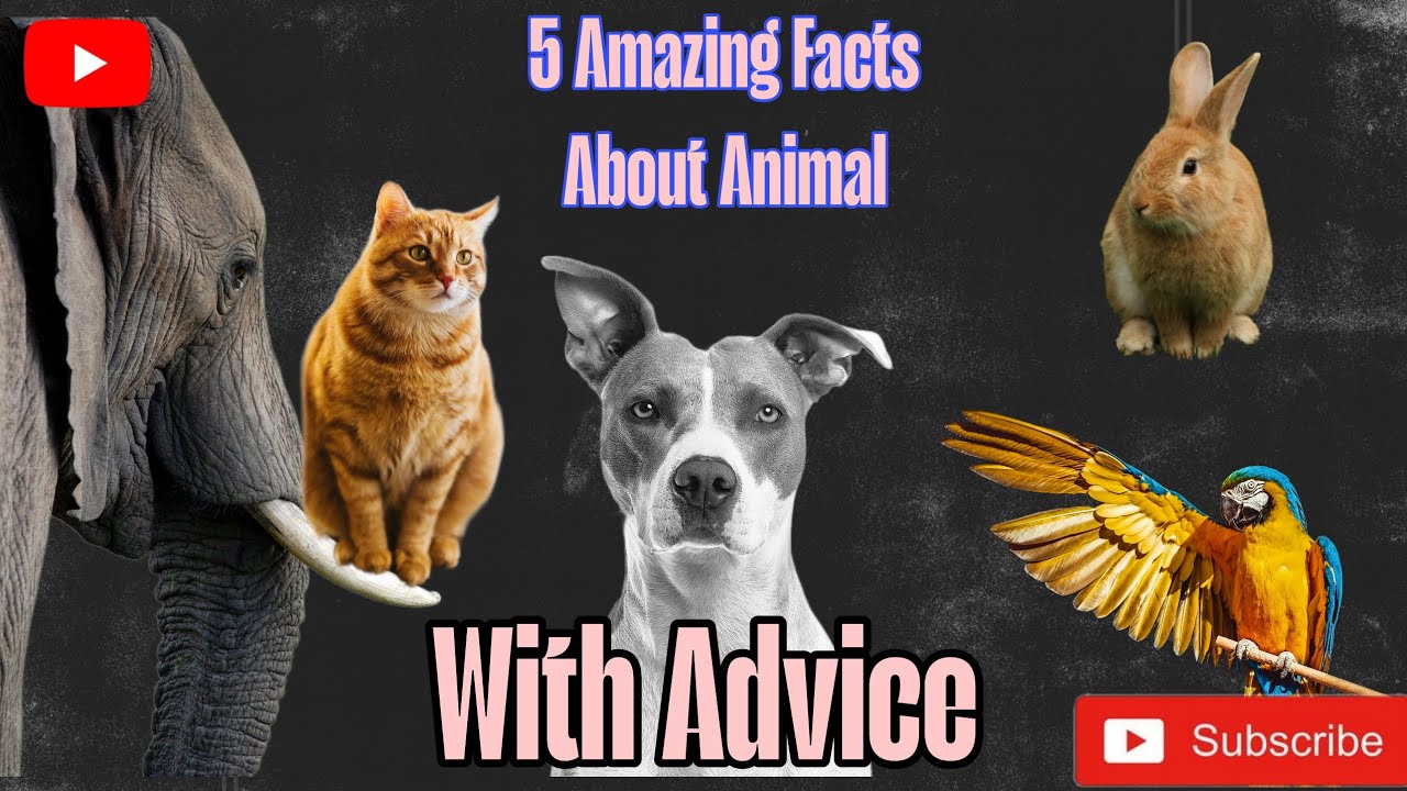 Five Amazing Facts Of Regular Animals With Advices... - YouTube