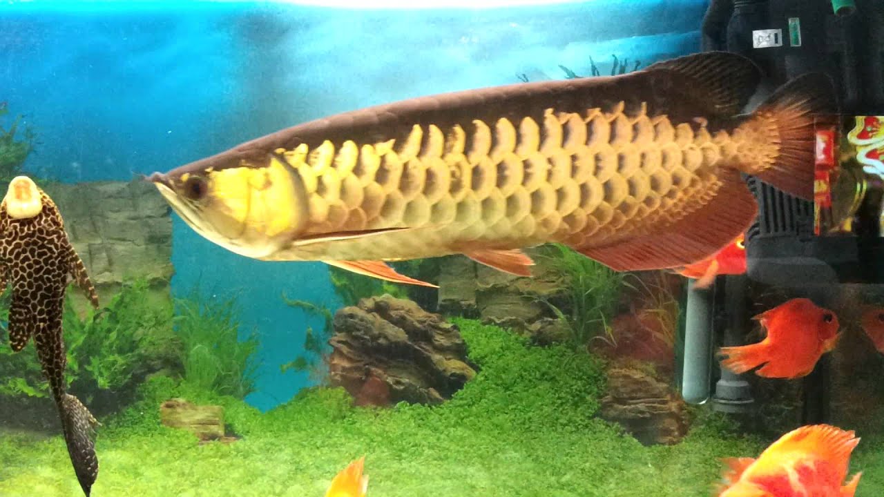 ca rong cz anh viet - YouTube