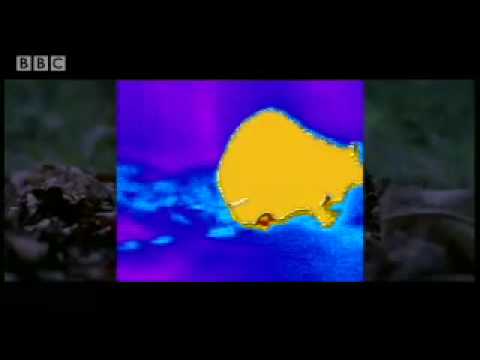 Heat Sensing Pit Vipers - Deadly Vipers - BBC animals - YouTube
