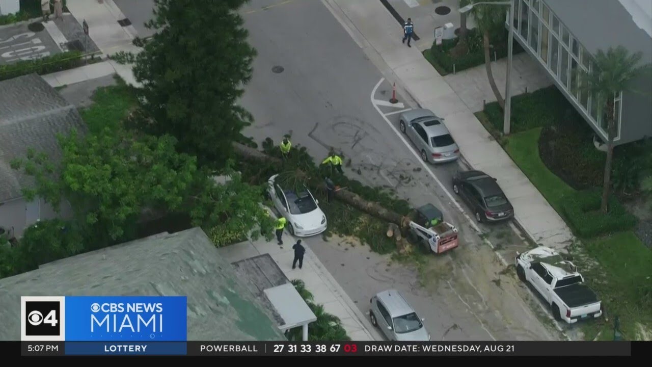 Giant pine tree falls on street in Miami's Edgewater neighborhood - YouTube