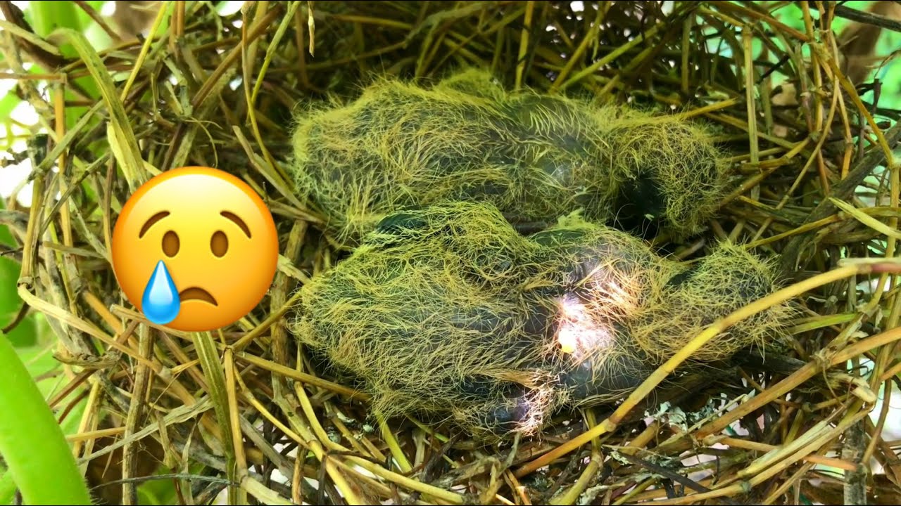 Spotted Dove || Baby Dove Died In The Nest - YouTube