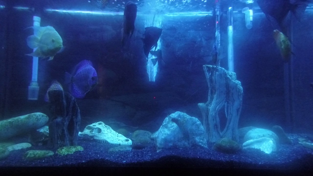 90 Gallon Discus/Severum/Angle/Ghost knife (yoyo loach) - YouTube
