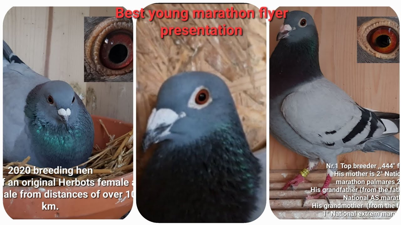 Extreme Long Distance Racing Pigeons - Best Young Racer of 2022 Season ...