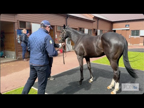 Behind the Scenes with a Bloodstock Agent - YouTube