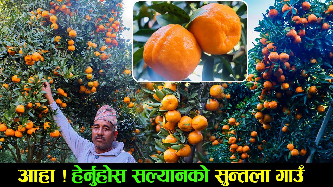 सल्यानकाे डाँगीगाउँमा पुग्दा यतिसम्मका सुन्तला भेटिए । एक पटक ...