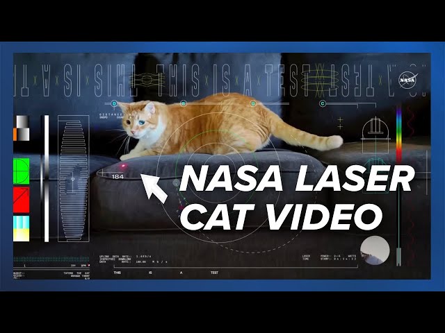 Wallpaper Cats Nasa Ang Mga Senior Cats Ay Nasa 11 14 Human Years. At
