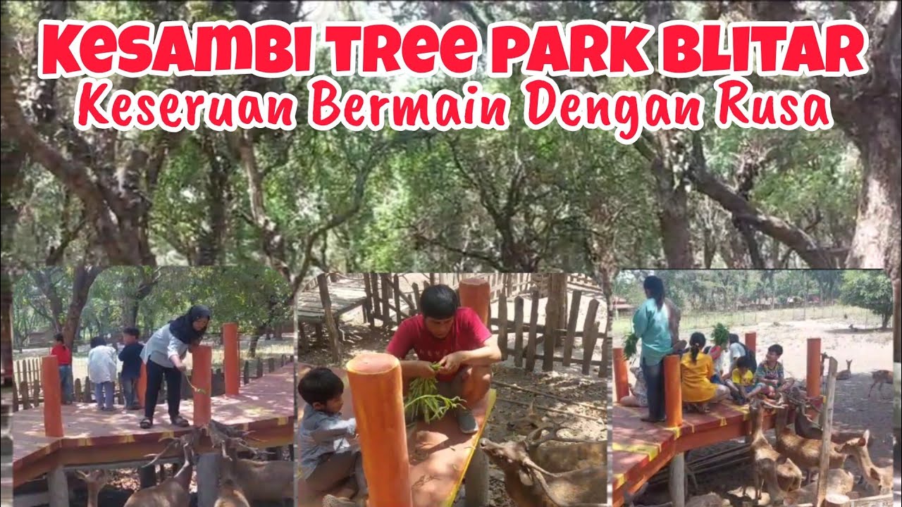 DAILY VLOG IRT‼️BERMAIN DENGAN RUSA DI ALAS MALIRAN BLITAR // KESAMBI ...