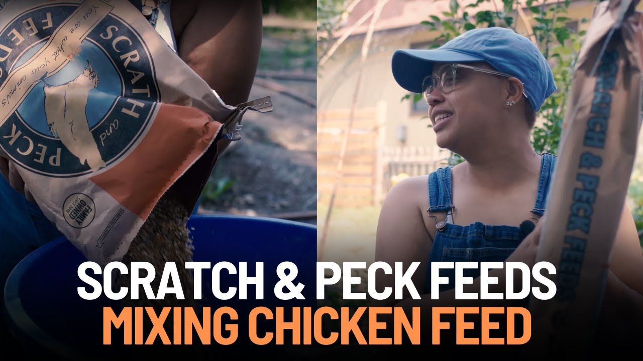 Feed & Grubs | Scratch and Peck Feeds - YouTube