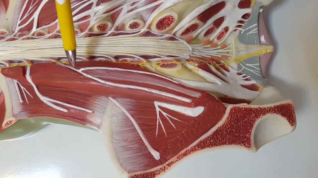 plexus lumbalis + sacralis anatomy anlatımı - YouTube