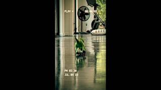 Goodbye Dinosaur Chords - Chordify